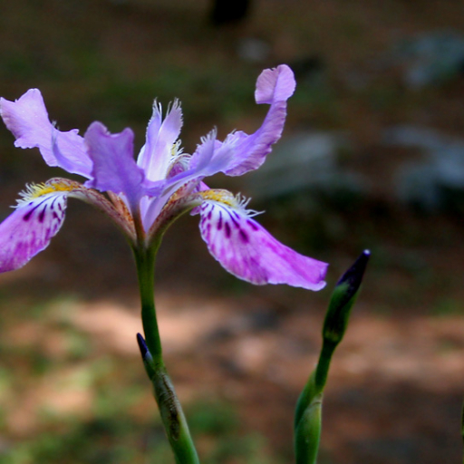 Red-Flower Iris (Iris Milesii) Plant Care & How to Grow, Water