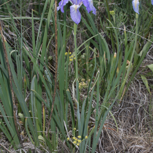 Rocky Mountain Iris (Iris Missouriensis) Plant Care & How to Grow, Water