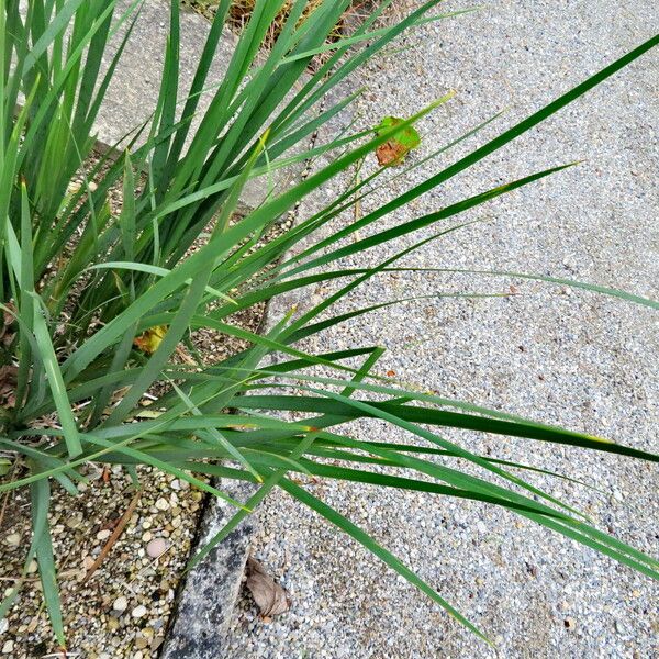 Iris Notha Plant Care & How to Grow, Water