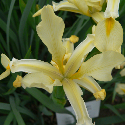 Yellowband Iris (Iris Orientalis) Plant Care & How to Grow, Water