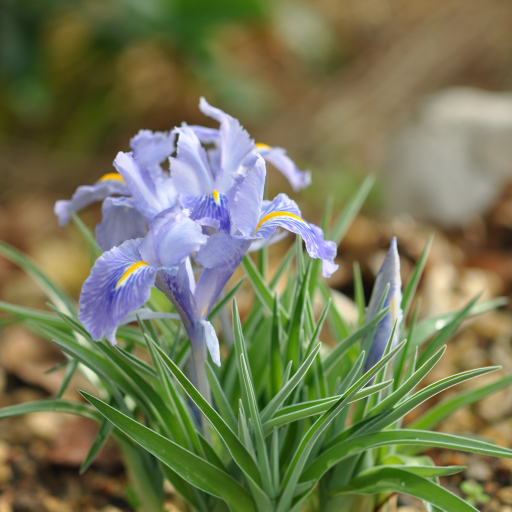 English Iris (Iris Planifolia) Plant Care & How to Grow, Water