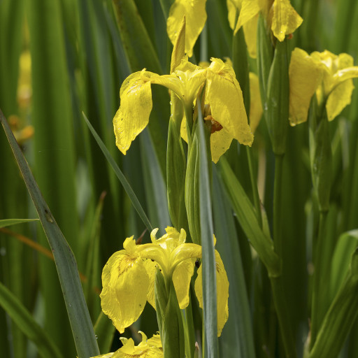 Yellow Flag (Iris Pseudacorus) Plant Care & How to Grow, Water