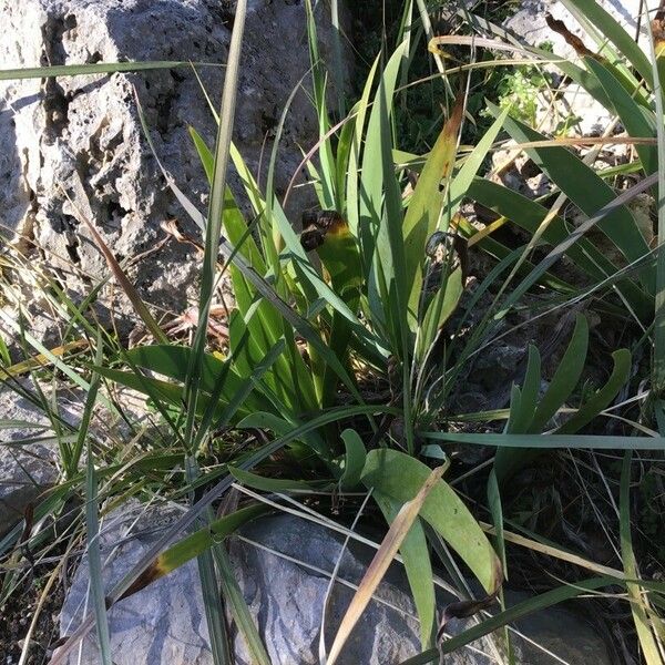 Iris Relicta Plant Care & How to Grow, Water