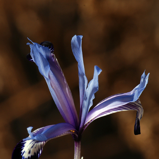 Netted Iris (Iris Reticulata) Plant Care & How to Grow, Water