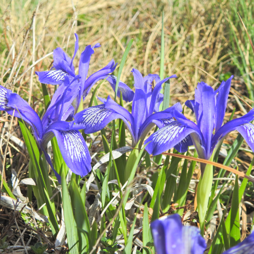 Purple-Bract Iris (Iris Ruthenica) Care Guide: Water, Soil ...