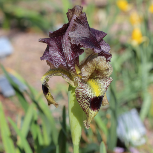 Iris Sari Plant Care & How to Grow, Water