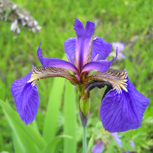 Beach-head Iris (Iris Setosa) Plant Care & How to Grow, Water