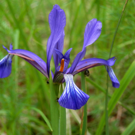 Small Spuria Iris (Iris Sintenisii) Plant Care & How to Grow, Water