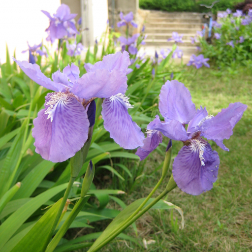 Shenan (Iris Tectorum) Plant Care & How to Grow, Water