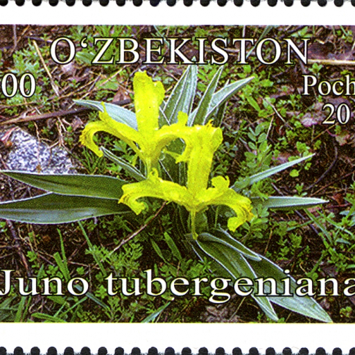 Iris Tubergeniana Care Guide: Water, Soil & Propagation - Plantiary