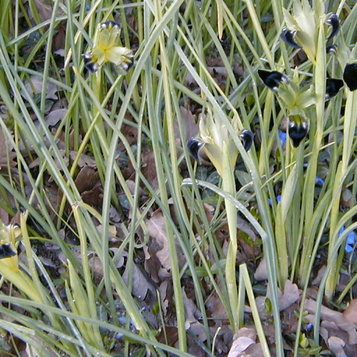 Bulb Iris (Iris Tuberosa) Plant Care & How to Grow, Water