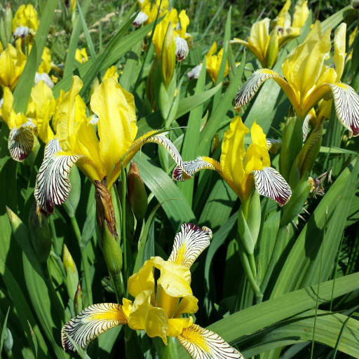 Hungarian Iris (Iris Variegata) Plant Care & How to Grow, Water