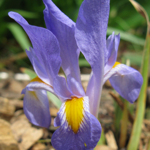Dwarf Violet Iris (Iris Verna) Plant Care & How to Grow, Water