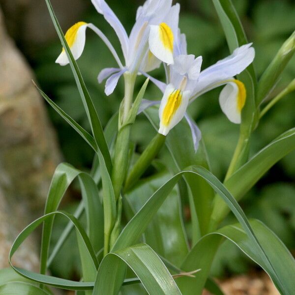 Iris Vicaria Plant Care & How to Grow, Water