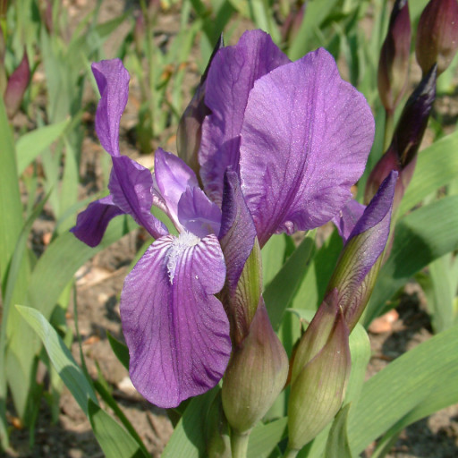 Iris Plant Care & How to Grow, Water