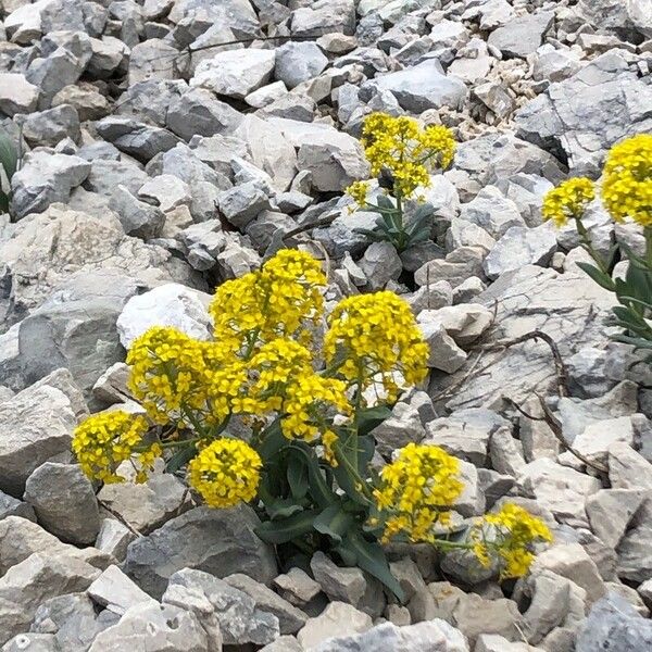 Alpine Woad (Isatis Apennina) Plant Care & How to Grow, Water