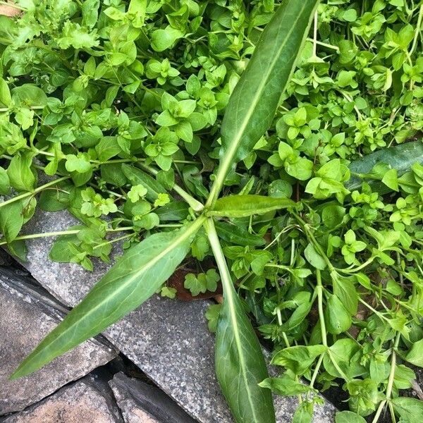 Aleppo Woad (Isatis Lusitanica) Plant Care & How to Grow, Water
