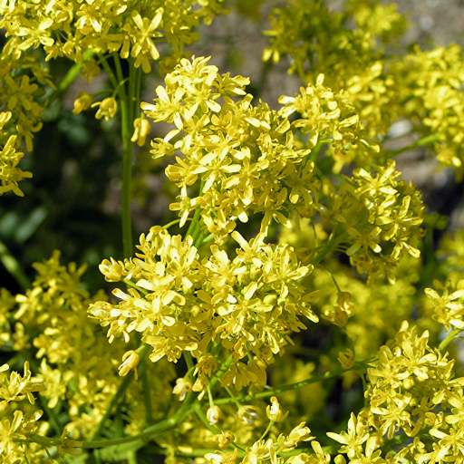 Dyer's Woad (Isatis Tinctoria) Plant Care & How to Grow, Water