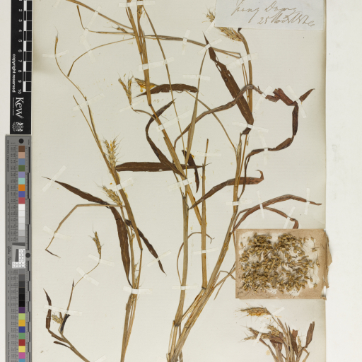 Saramatta Grass (Ischaemum Rugosum) Plant Care & How to Grow, Water