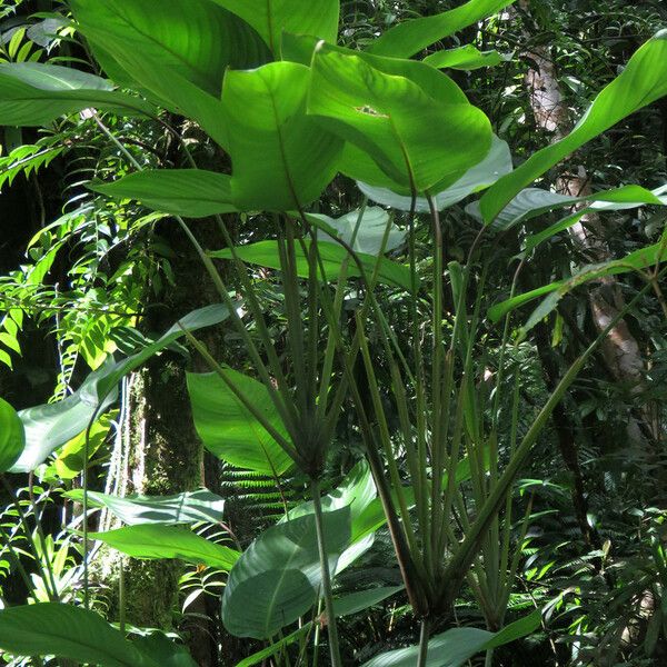 Ischnosiphon Arouma Plant Care & How to Grow, Water