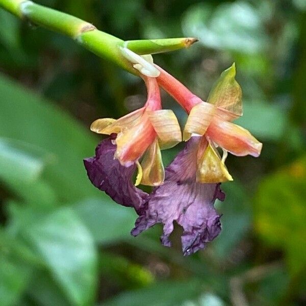 Ischnosiphon Gracilis Plant Care & How to Grow, Water