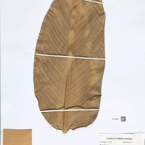 Ischnosiphon Obliquus Plant Care & How to Grow, Water