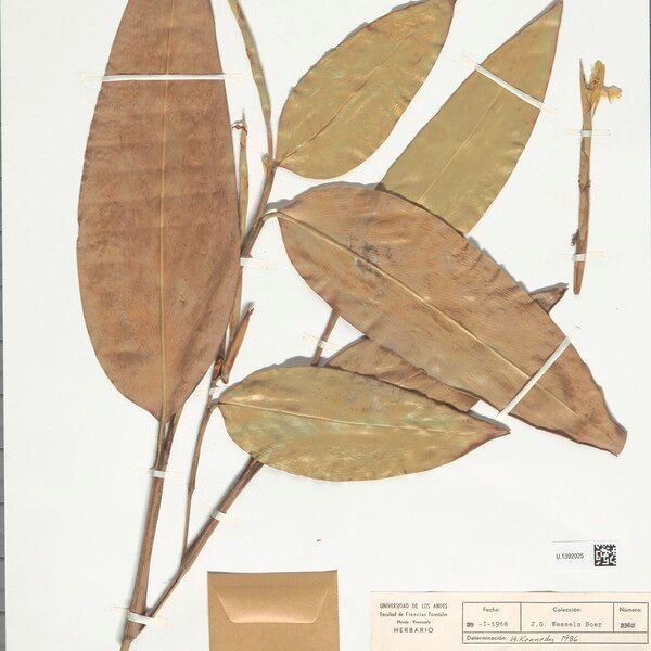 Ischnosiphon Polyphyllus Plant Care & How to Grow, Water