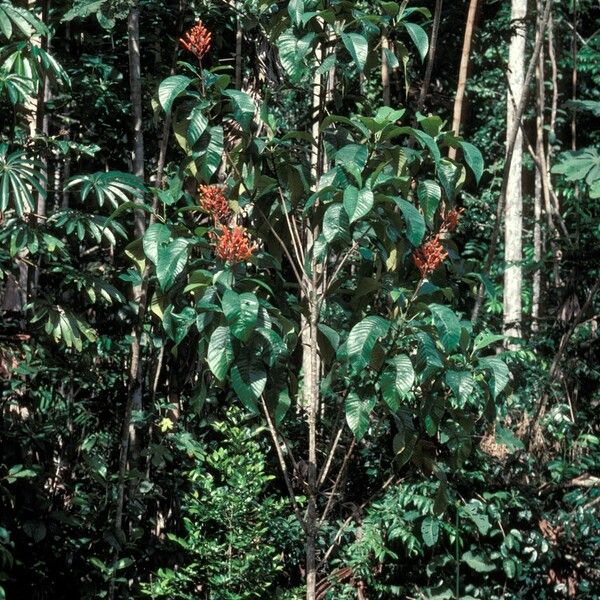 Isertia Coccinea Plant Care & How to Grow, Water