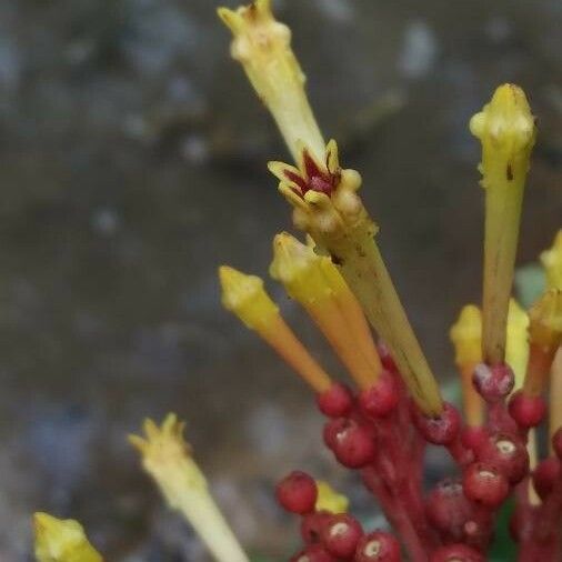 Firecracker (Isertia Haenkeana) Care Guide: Water, Soil & Propagation ...