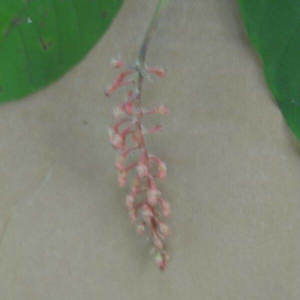 Isertia Spiciformis Care Guide: Water, Soil & Propagation - Plantiary