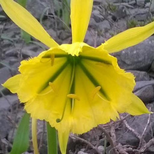 Amancae (Ismene Amancaes) Plant Care & How to Grow, Water