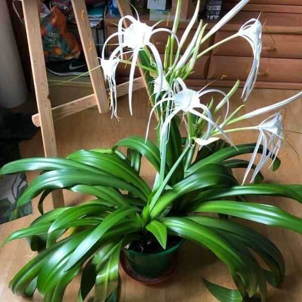 Ismene × Deflexa Plant Care & How to Grow, Water