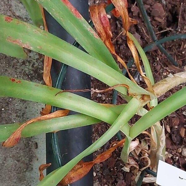 Ismene Longipetala Plant Care & How to Grow, Water