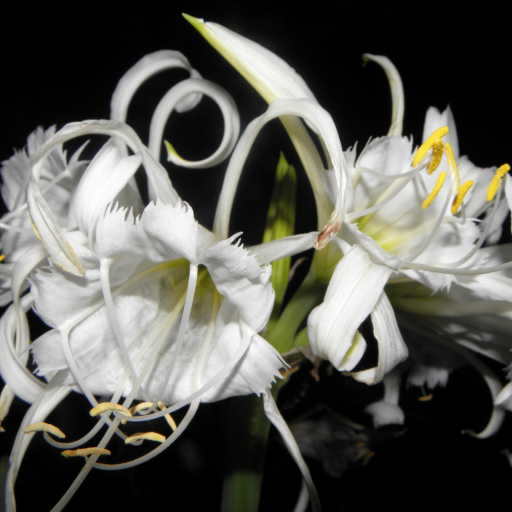 Peruvian-Daffodil (Ismene Narcissiflora) Plant Care & How to Grow, Water