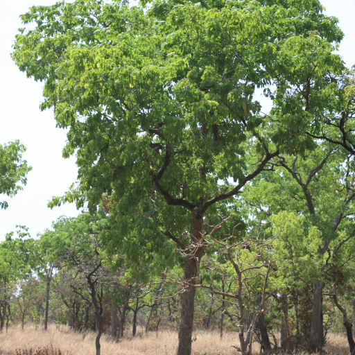 Isoberlinia Doka Plant Care & How to Grow, Water