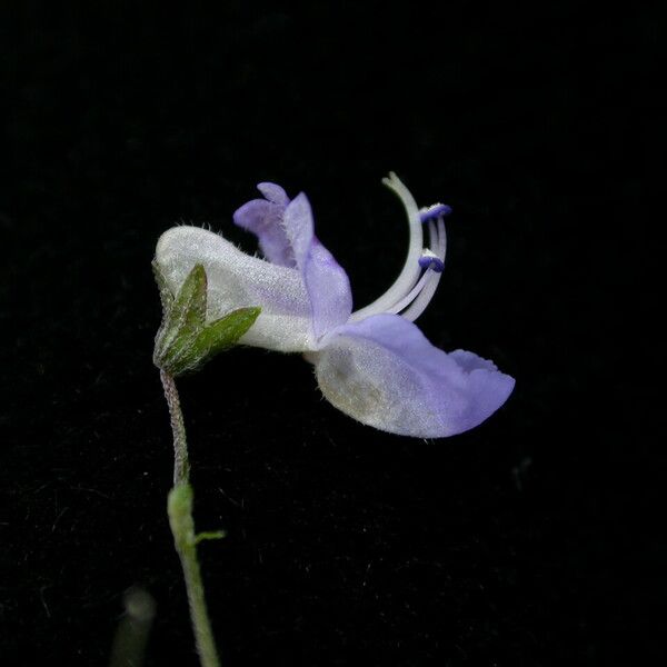 Isodon Coetsa Plant Care & How to Grow, Water