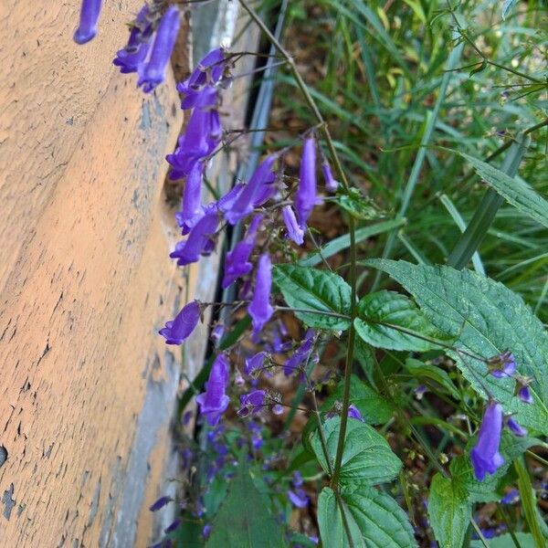 Isodon Effusus Plant Care & How to Grow, Water