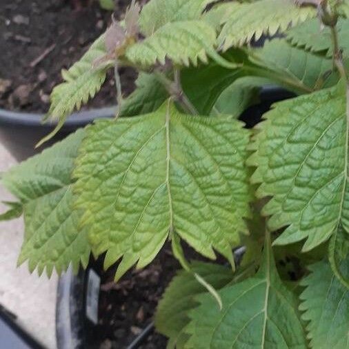 Tailed-Leaf Isodon (Isodon Excisus) Plant Care & How to Grow, Water
