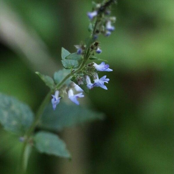 Mountain Isodon (Isodon Inflexus) Plant Care & How to Grow, Water