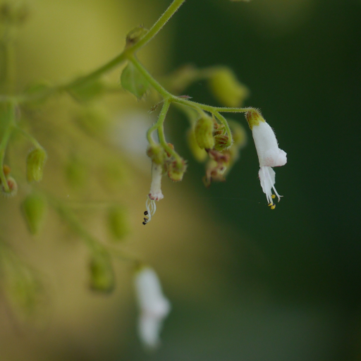 Crested Flower Isodon (Isodon Lophanthoides) Plant Care & How to Grow ...