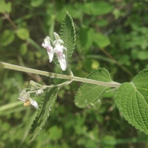 Wrinkleleaf Teacost (Isodon Rugosus) Plant Care & How to Grow, Water