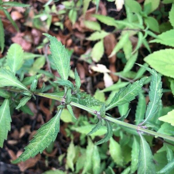 Isodon Shikokianus Care Guide: Water, Soil & Propagation - Plantiary