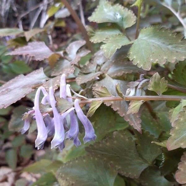 Isodon Umbrosus Plant Care & How to Grow, Water