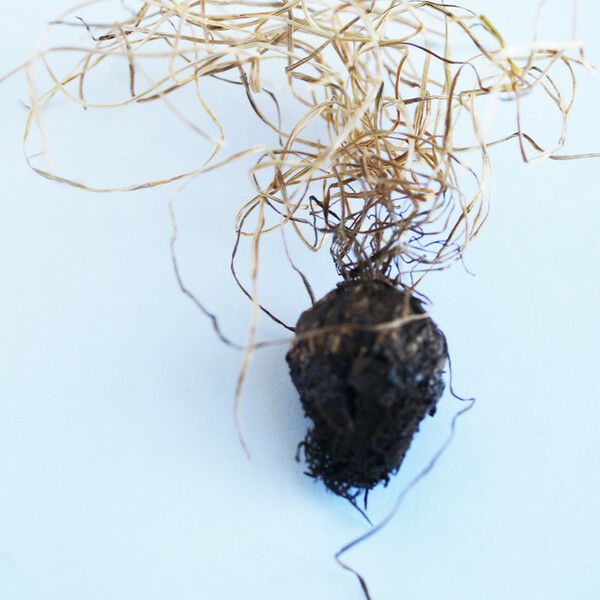 Durieu's Quillwort (Isoetes Duriei) Care Guide: Water, Soil ...