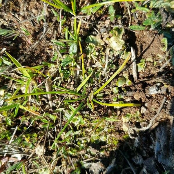 Durieu's Quillwort (Isoetes Durieui) Care Guide: Water, Soil ...