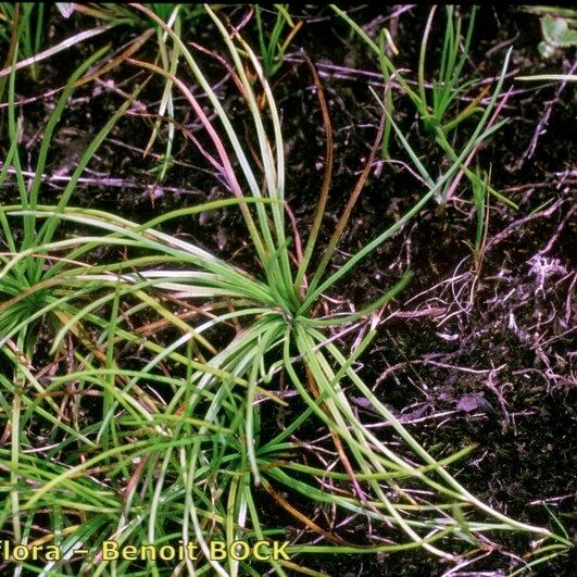 Land Quillwort (Isoetes Histrix) Plant Care & How to Grow, Water