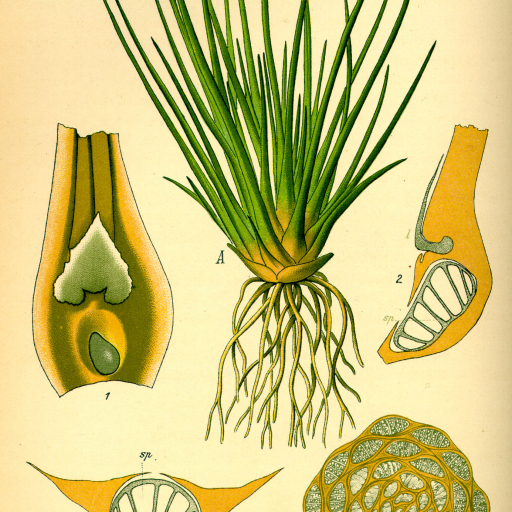 Lake Quillwort (Isoetes Lacustris) Plant Care & How to Grow, Water