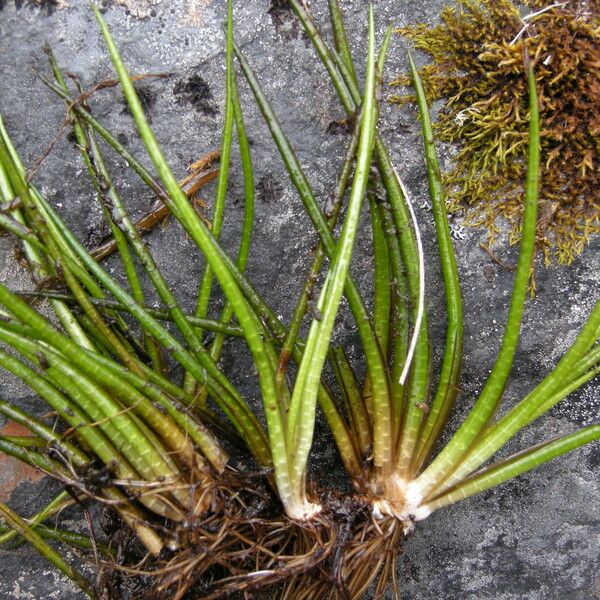 Lechler's Quillwort (Isoetes Lechleri) Care Guide: Water, Soil ...