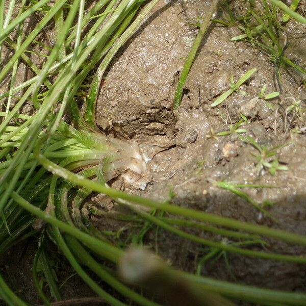 Veiled Quillwort (Isoetes Longissima) Plant Care & How to Grow, Water