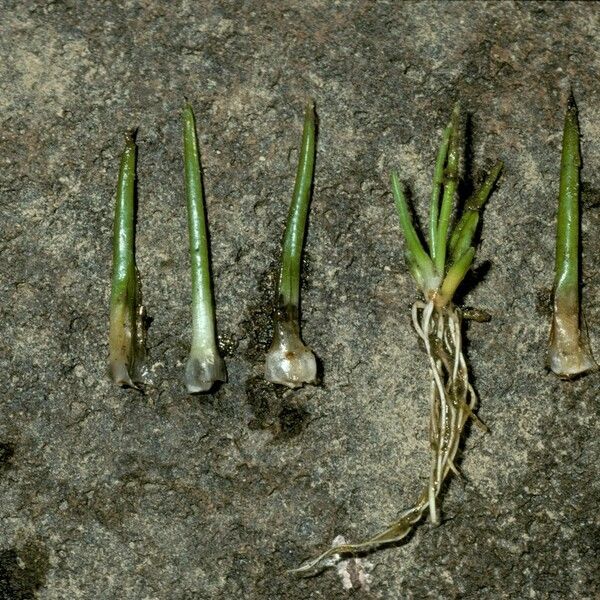 Isoetes Savatieri Plant Care & How to Grow, Water